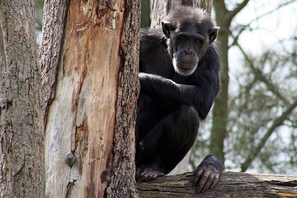 ¿El planeta de los simios? Un chimpancé siembra el pánico entre los ...