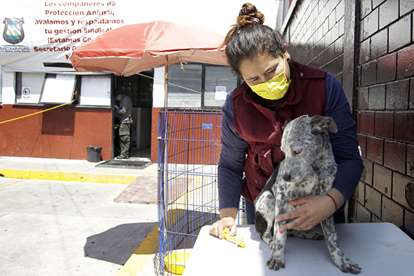 Ya no hay perrera municipal, ahora se llama Centro de Protección Animal