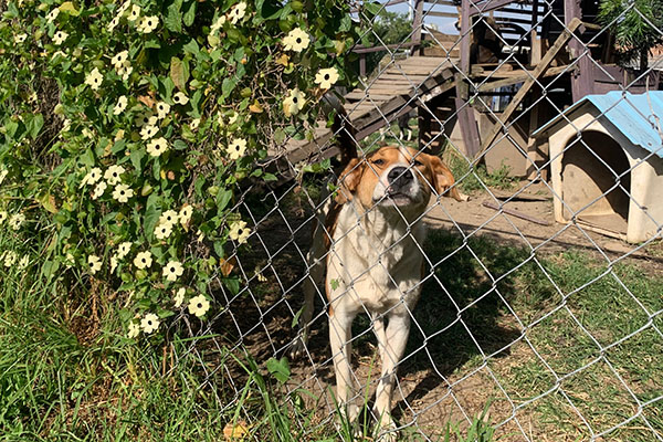 El Refugio de Monty te necesita para dar una nueva vida a perros de la ...